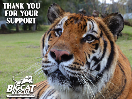 big cat rescue donates more than $ 100000 each year to save cats in the ...