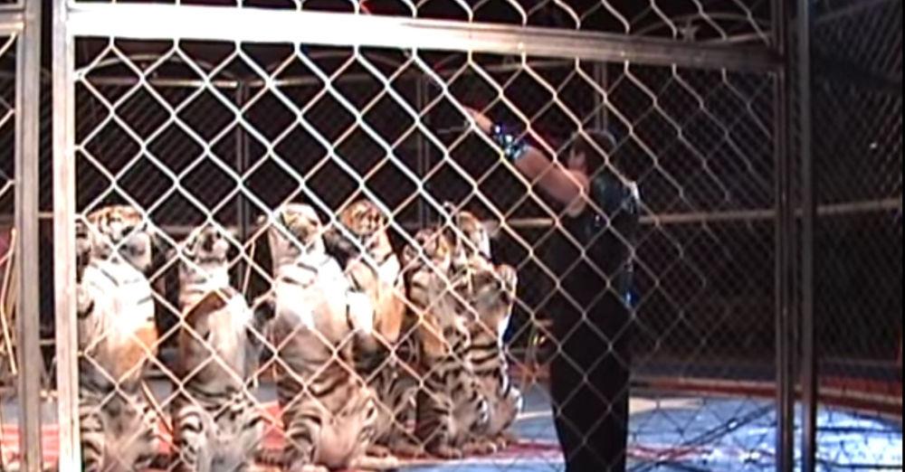 Circus Acts Are Cruel to Wild Animals